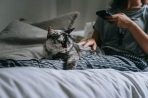 Why Do Cats Like Butt Pats? 5 Surprising Reasons!