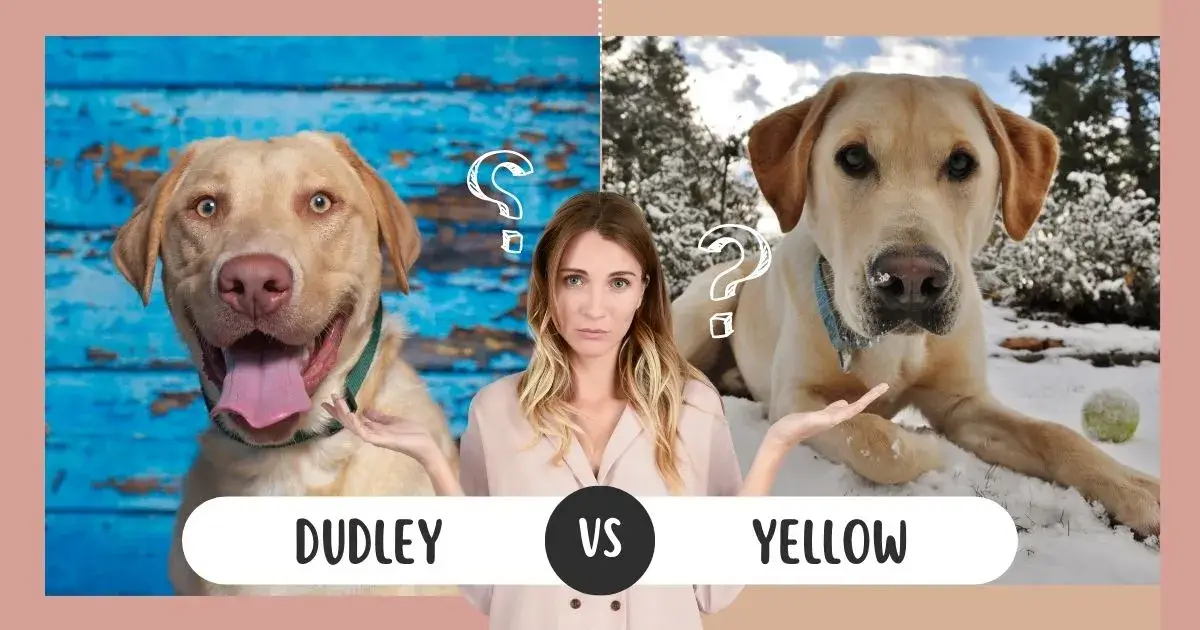 Dudley Lab Vs Yellow Lab: What’s The Difference?