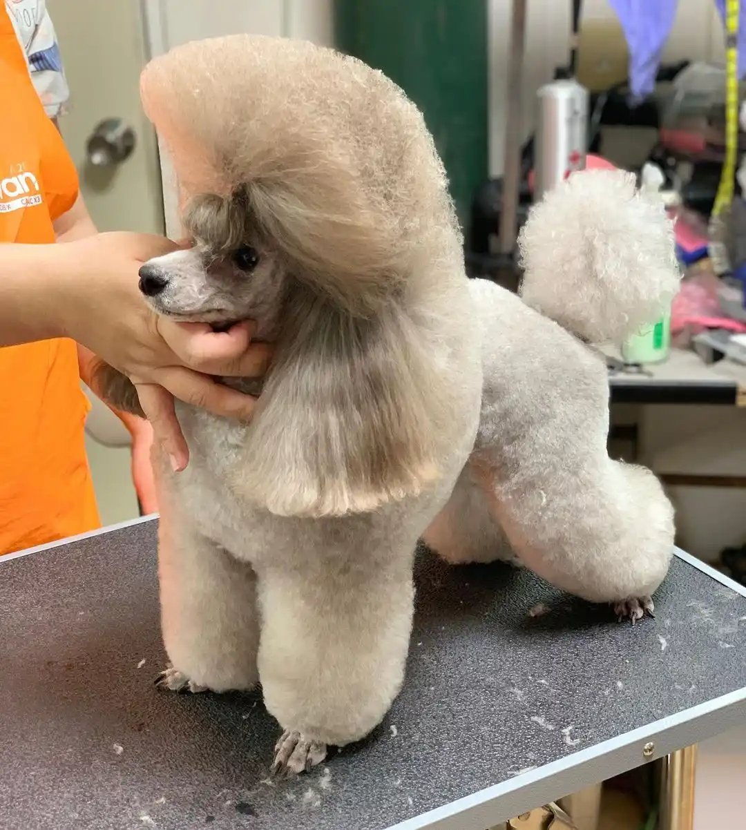 15 Popular Poodle Haircut Styles You’ll Want To Try!