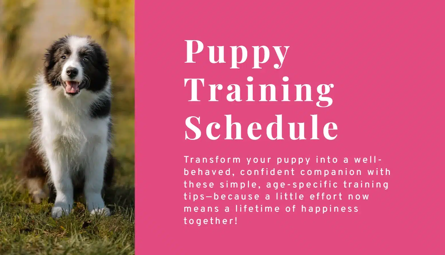 Puppy Training Schedule By Age: What To Teach And When
