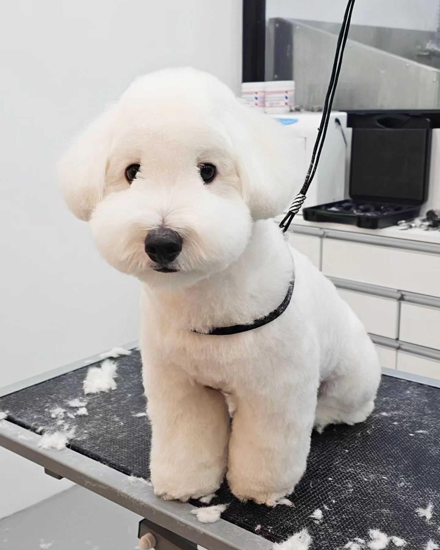 17 Bichon Frise Haircut Styles That Are [Seriously] Cute!