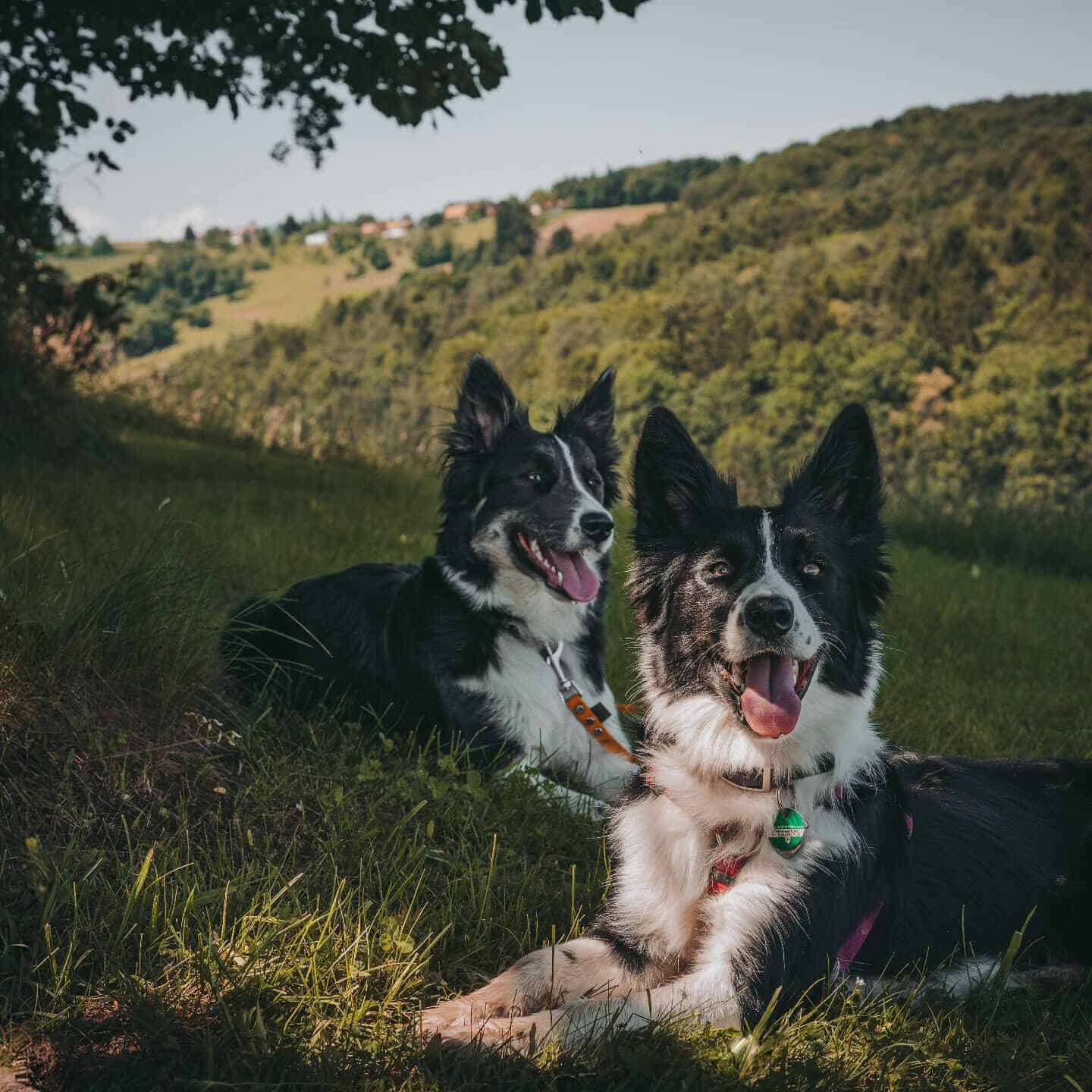 30 Shepard Dog Breeds That Are [Seriously] Smart & Loyal