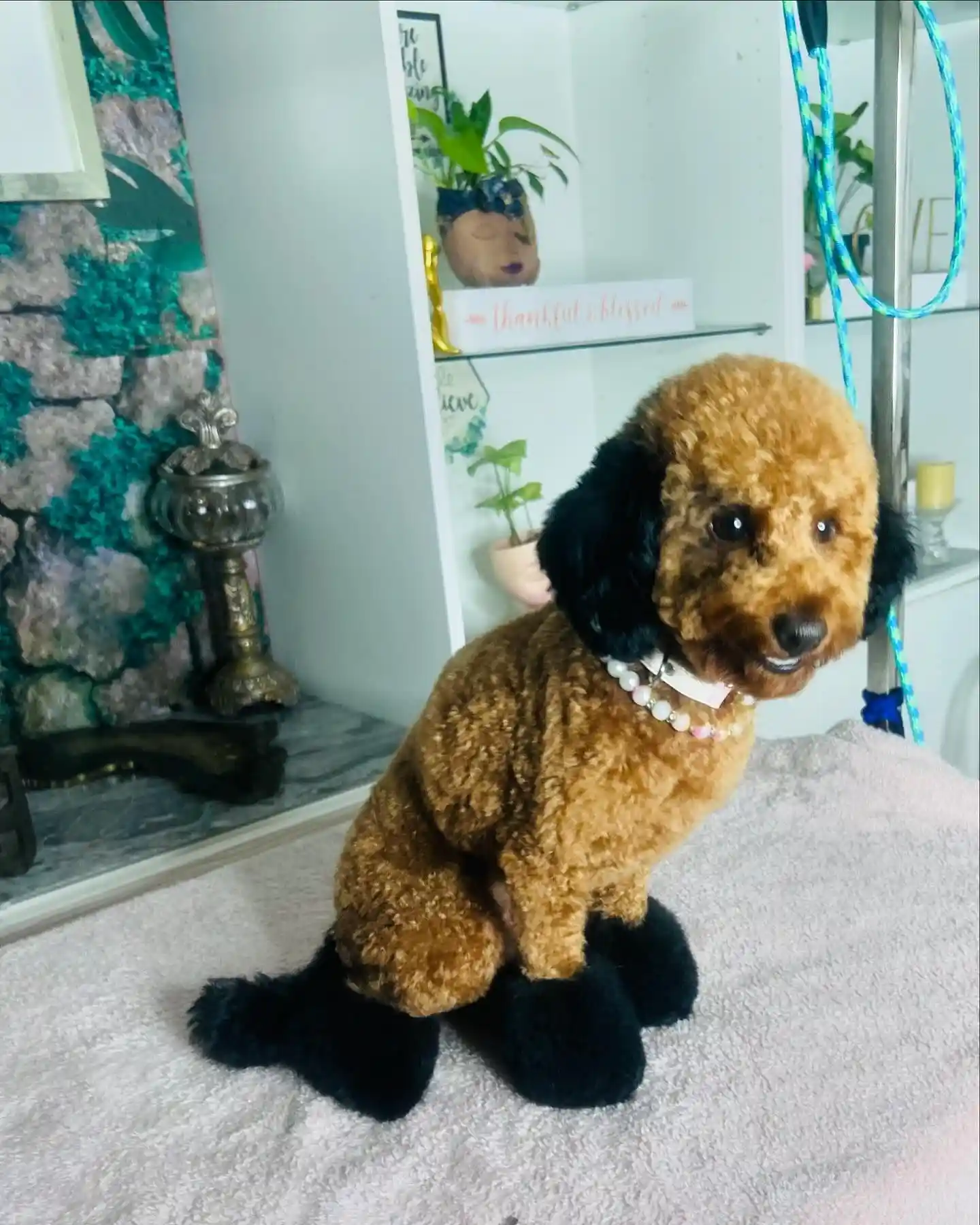 21 Toy Poodle Haircut Styles You Must See (& Maybe Copy!)