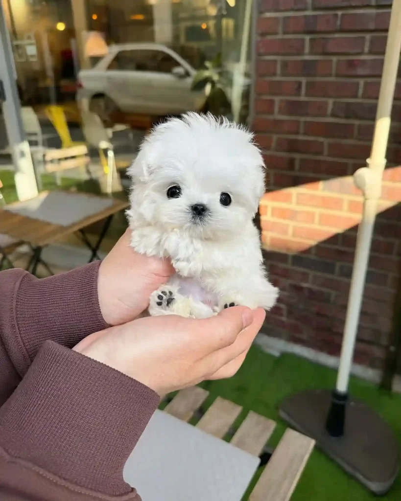 21 Adorable Teacup Dog Breeds That Will Steal Your Heart 21 Adorable Teacup Dog Breeds That Will Steal Your Heart