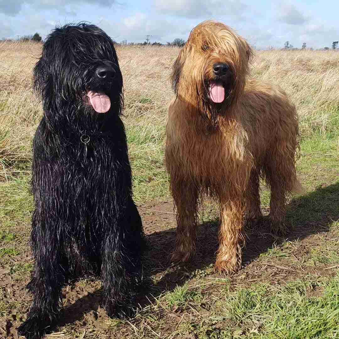 30 Shepard Dog Breeds That Are [Seriously] Smart & Loyal