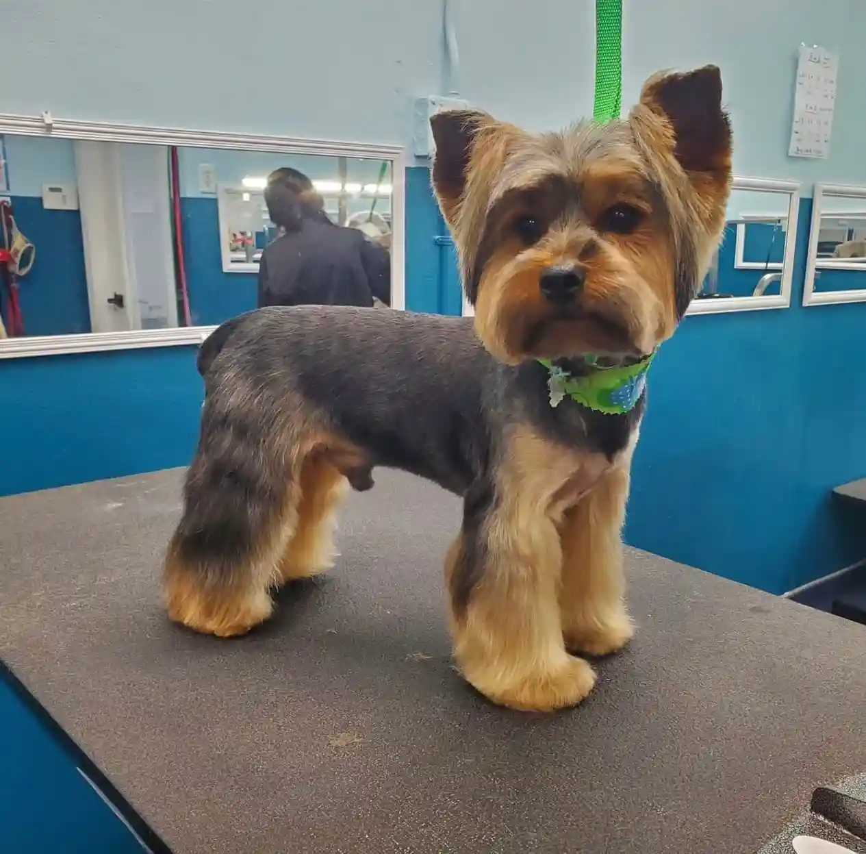 30 Super-Cute Yorkie Haircut Styles You Need To Save!