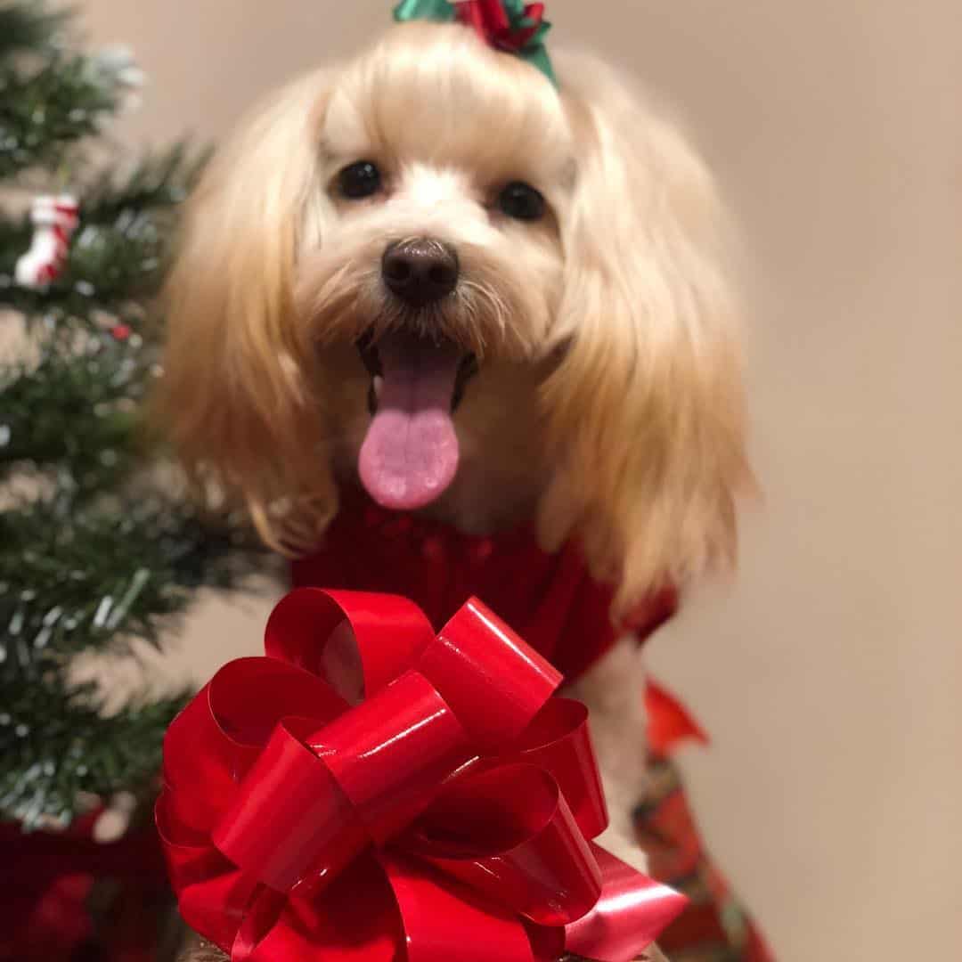 30 Morkie Haircut Hairstyles You’ll Want To Try ASAP!