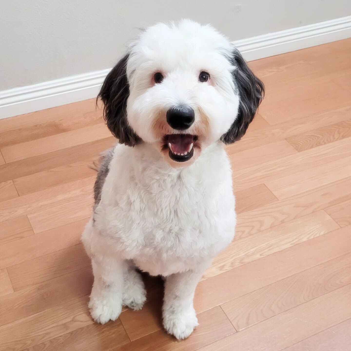 21 Rare Doodle Dog Breeds [Every Pet Parent] Will Love