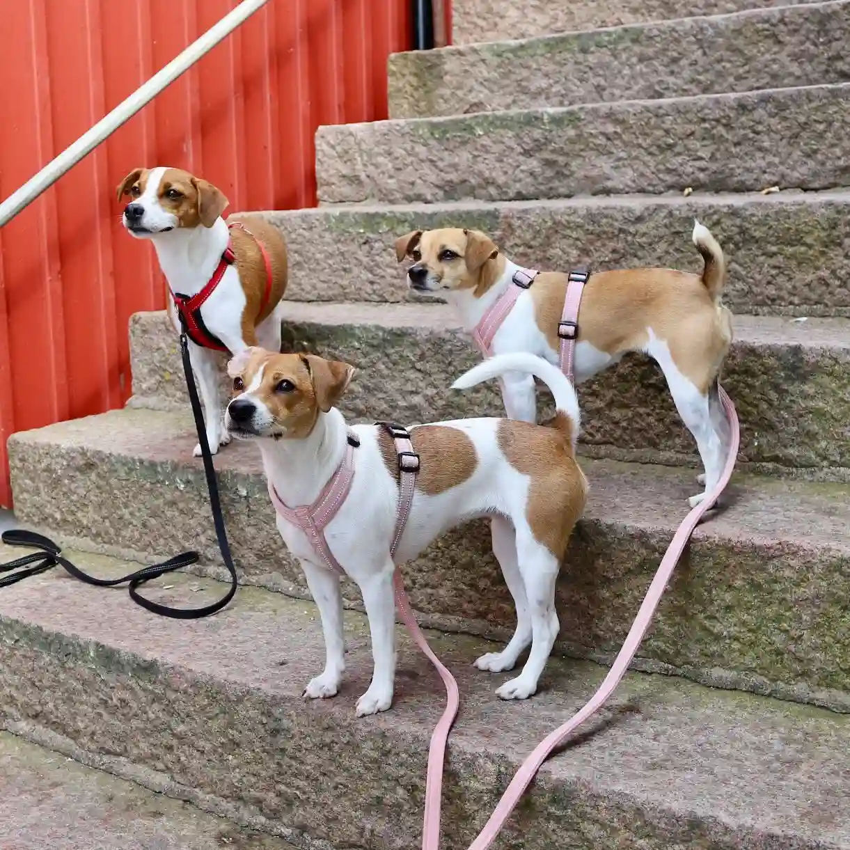 30 Brilliant Working Dog Breeds You [Probably] Haven't Met