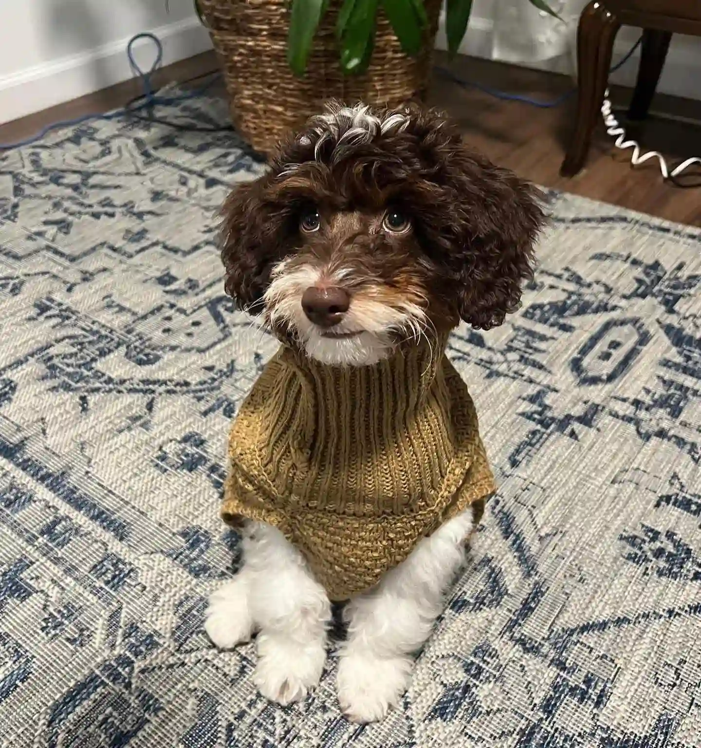 21 Rare Doodle Dog Breeds [Every Pet Parent] Will Love