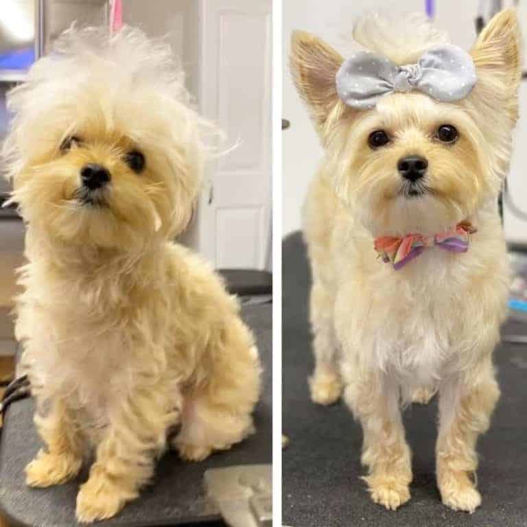 30 Morkie Haircut Hairstyles You Ll Want To Try Asap