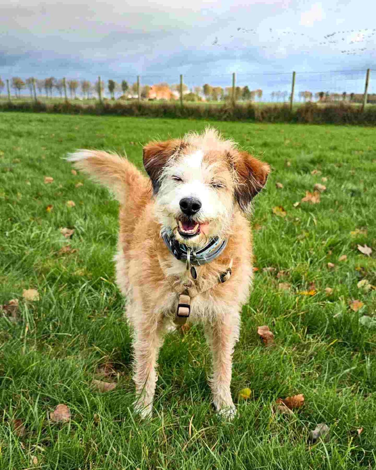 30 Cutest Smiling Dogs That'll Make Your Day [Instantly] Better