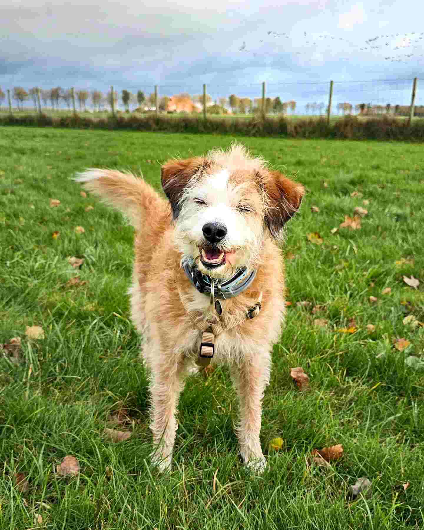 30 Cutest Smiling Dogs That'll Make Your Day [Instantly] Better